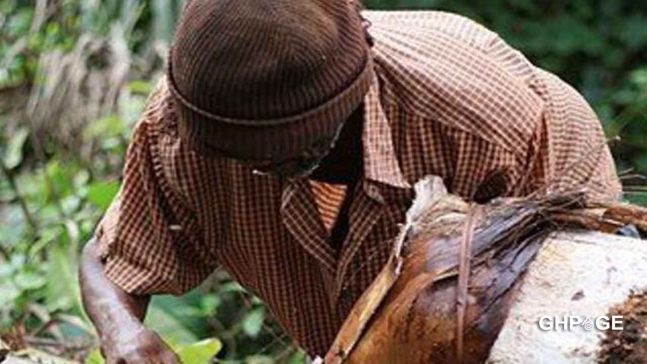 Central Region: Palm wine tapper who went missing found with the head ...
