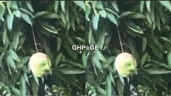 Wonders! Mango with a human's face discovered; Social media users react ...