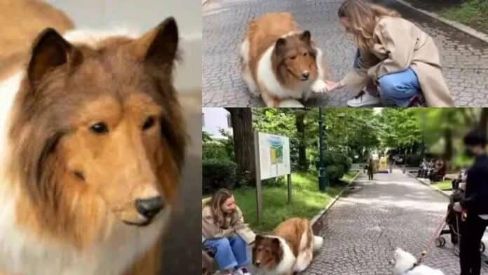 Man spends $20,000 to transform himself into a dog (Video) - GhPage